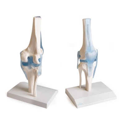 Leg and Foot Skeleton Models | Health and Care